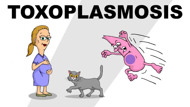 Síntomas De La Toxoplasmosis ⊛ ¡prevención Y Tratamiento 2020